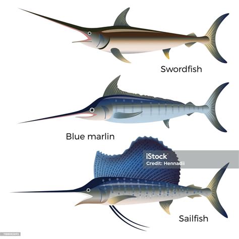 Set Di Pesce Becco Pesce Spada Marlin Blu E Pesce Vela Immagini
