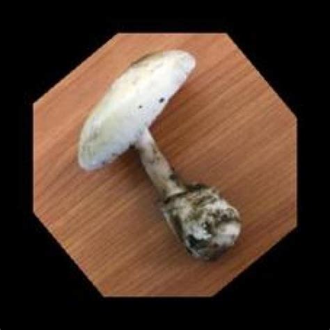 Project Mushroom Object Detection Model By Kik