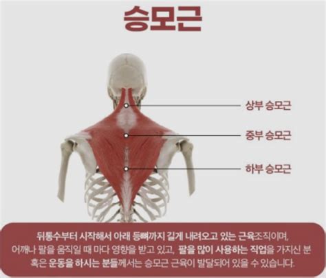 승모근 통증의 원인 및 증상 And 승모근 스트레칭 승모근 마사지 네이버 블로그