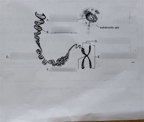 Science Cell Division Chapter Diagram Quizlet