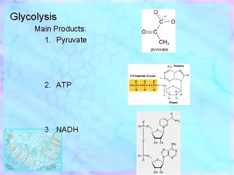 Unit 2 Metabolic Processes Glycolysis And Pyruvate Oxidation