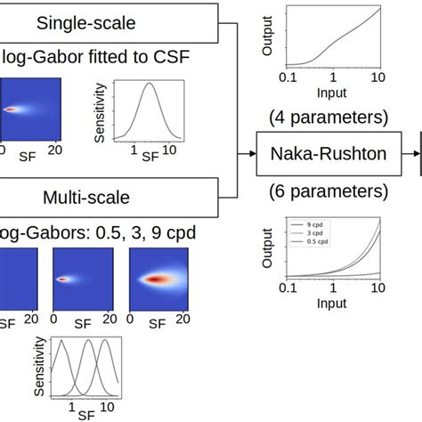 Overview Of Model Structure For Single And Multiscale Models Download Scientific Diagram