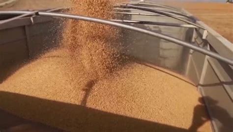 이슈체크 설탕·밀·닭고기까지수출 제한 국가 증가에 식량위기 불안감 커져 Sbs Biz