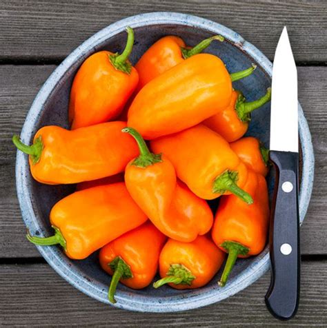 Mini Orange Homegrown Gardens