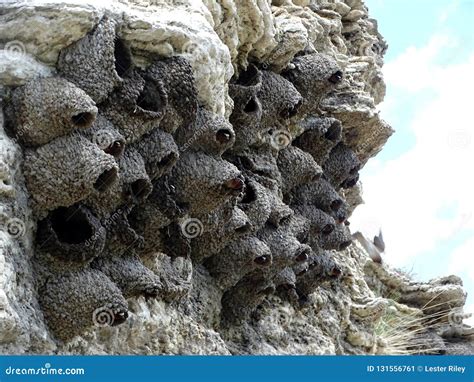 A Group Of Birds Nest Made From Mud Stock Image Image Of Cliff Lookout 131556761