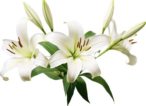 Lily Png With Ai Generated Png