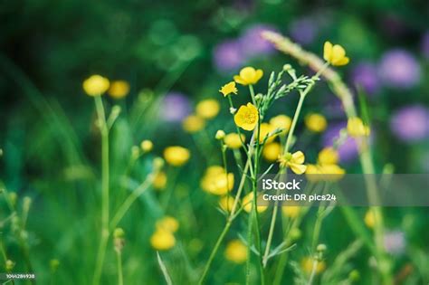 자연의 초원에 소프트 포커스와 함께 봄 바람 근접 매크로에 잔디에 노란 민들레 꽃 아름 다운 부드러운 가벼운 녹색 배경입니다 가벼운에 대한 스톡 사진 및 기타 이미지