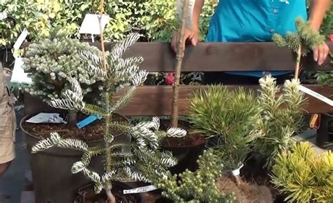 Саженцы хвойных деревьев и кустарники купить в питомнике 🌲 🌳 Зеленый капитал Plants Garden