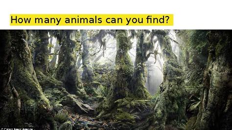 Psychology Perception Powerpoint By Kloekers Education Foundation