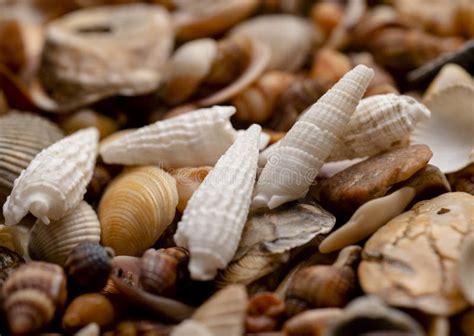 Sea Shells Pattern Seashells For Wallpaper Colorful Shells Texture