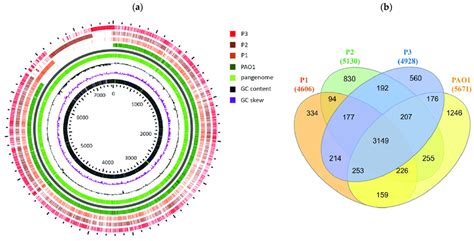 Whole Genome Sequencing Wgs Of The Persister Isolates A Genomic Download Scientific
