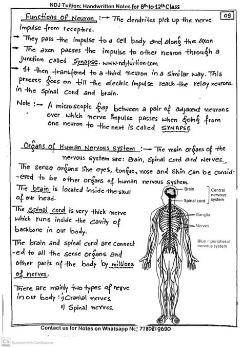 Control And Coordination Handwritten Notes For Class 10th In 2022
