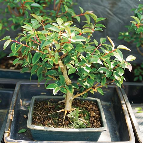 Jaboticaba Bonsai The Complete Care Guide Bonsai Haven