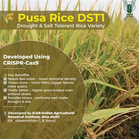 India Launches Worlds First Genome Edited Rice Varieties Komal And Pusa Dst Rice 1 To Boost