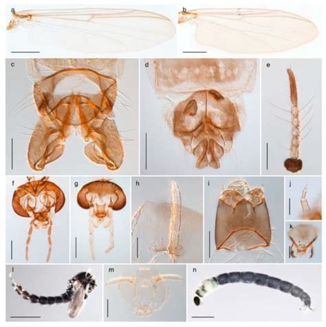 insects an open access journal from mdpi