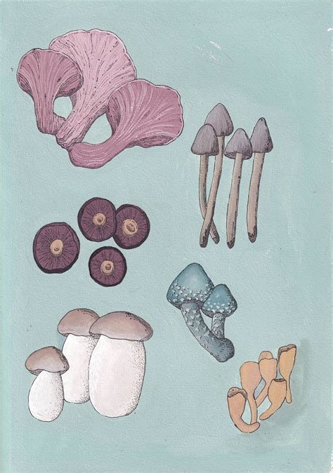 Basidiomycota Fungi