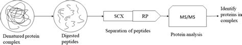 Principle Of Multidimensional Protein Identification Technology Download Scientific Diagram