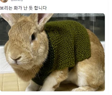 옷 입었더니 중세 사냥꾼이 된 토끼