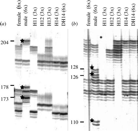 Segregation Of Nuclear SSR Alleles Among The Four Trihaploids H11 Download Scientific Diagram