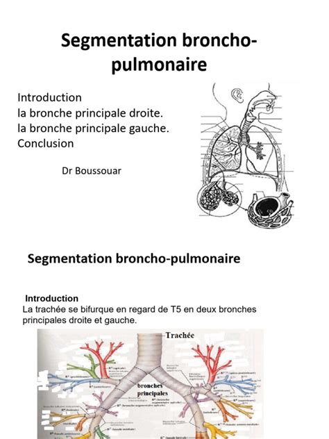 Segmentation Broncho Pulmonaire Pdf