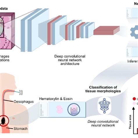A Schematic Of The Computational Pathology Training Using A Deep Download Scientific Diagram