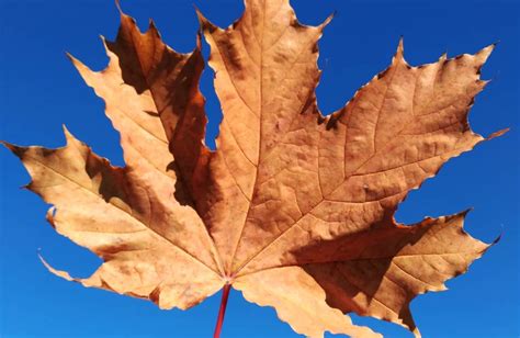 Погода у Полтаві наступного тижня буде тепліше Полтавщина