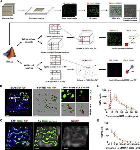 single cell spatiotemporal analysis reveals cell fates and functions of