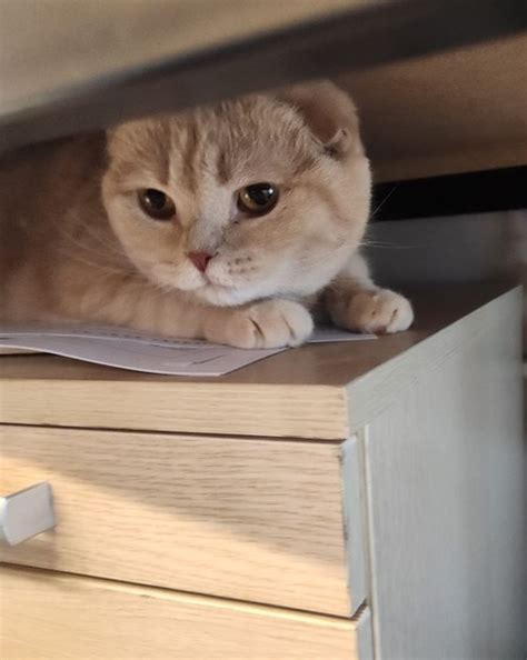 스코티시 폴드 나니 고양이 책임분양 아이조아 유기방지입양 파양 강아지보호소 고양이보호소 무료분양센터