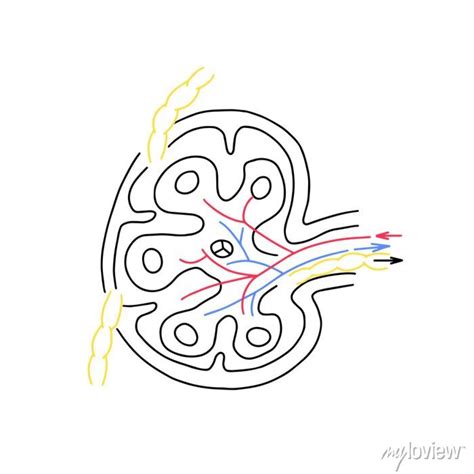 Lymph Node Structure Schematic Diagram Of Lymph Node Showing • Wall