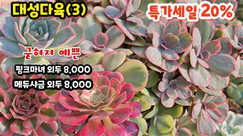 대성다육3 굳혀진 예쁜 핑크마녀 외두 8000 메듀샤금 외두 8000 로조락금 분홍립스틱 Youtube