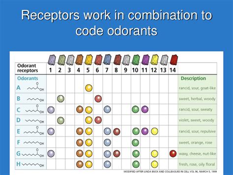 Lecture 19 Olfaction 11 9 Ppt Download