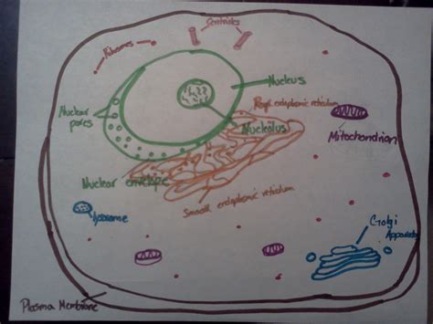 Compare And Contrast Chloroplasts And Mitochondria Owlcation