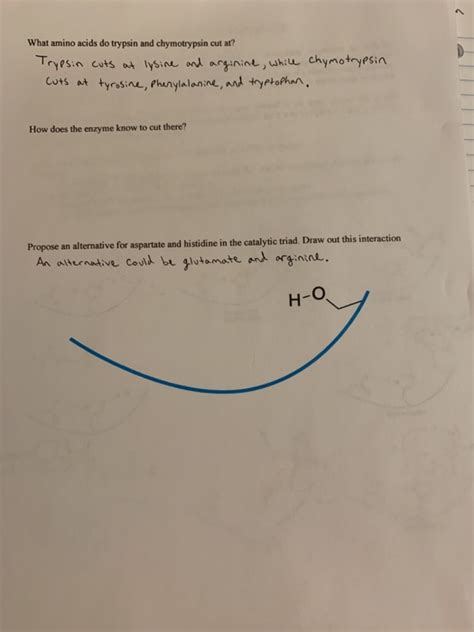 Solved What Amino Acids Do Trypsin And Chymotrypsin Cut At