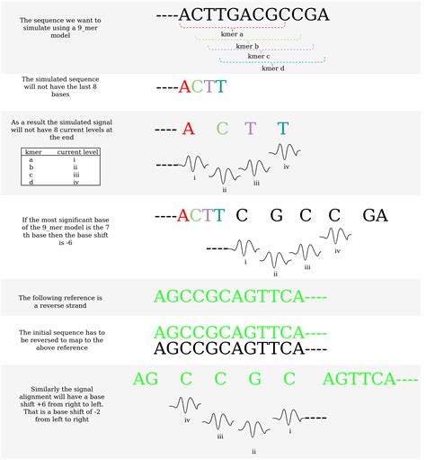 Base Shift Of A Reverse Mapped Read Squigualiser