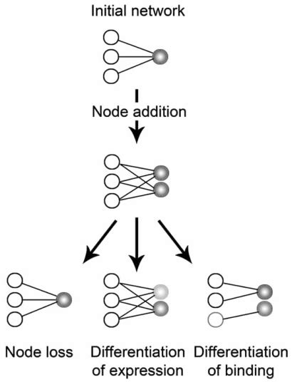The Nature Of Protein Domain Evolution Shaping The Interaction Network