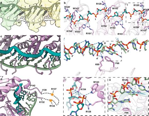 Dna Binding To Redβ177 Dsdna Binds To Redβ177 With A Site Size Of 4 As