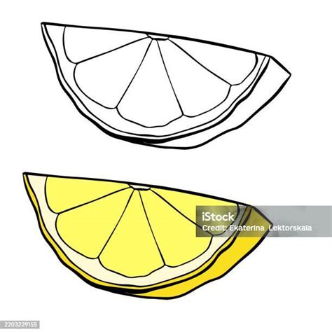 레몬 슬라이스 그래픽 라인 잉크 그림 흰색 배경에 고립 된 벡터 레몬 슬라이스 벡터 일러스트 레이 션 감귤류 과일에 대한 스톡 벡터 아트 및 기타 이미지 Istock