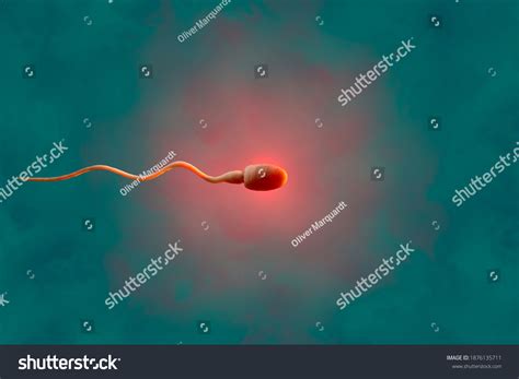 Human Sperm Cell