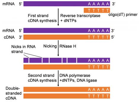 Mrna Single Stranded