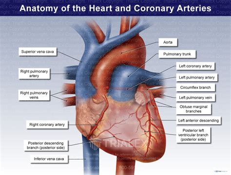 Anatomy Of The Heart And Coronary Arteries