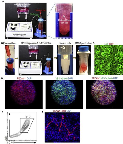 A Prototype Bioreactor A The Bioreactor Consists Of A Pump For Medium Download Scientific