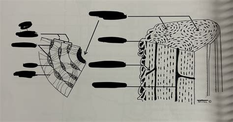 Microscopic Structure Of Compact Bone Diagram Quizlet