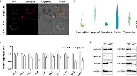 Expression Pattern Analysis Of Gra117 And Comparison Of Photosynthetic