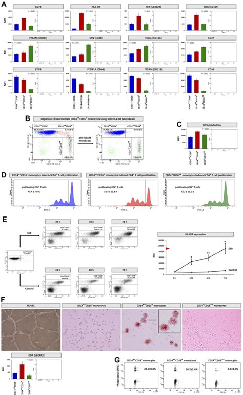 Monocyte Subset Specific Identifiers A Surface Expression Of Download Scientific Diagram