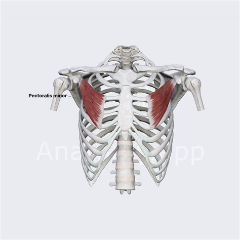Pectoralis Minor Anatomyapp