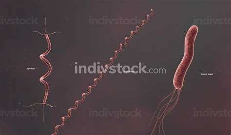 The Shape Of A Bacterium Is Determined By Its Rigid Cell Wall Bacteria