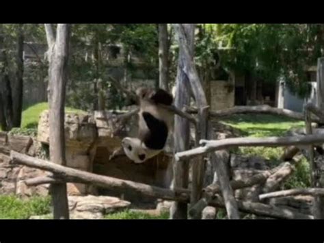 Xiao Qi Ji Such An ENERGETIC BABY Rolling Hanging Smiling Panda YouTube