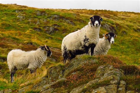 15 Different Kinds Of Sheep Breeds Domestic Sheep Types