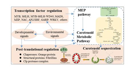 Involvement Of Transcription Factors And Regulatory Proteins In The Regulation Of Carotenoid