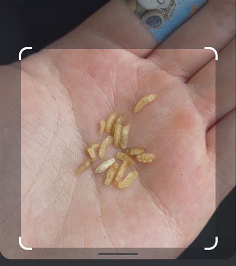 What Are These Dry Worm Looking Things Rbugidentification